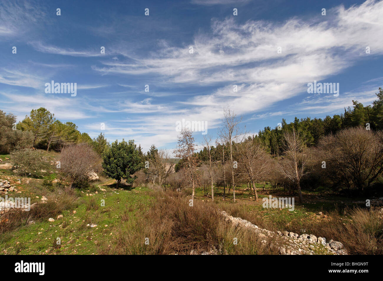Israel, Jerusalem Mountains. Ein Kobi in Wadi Kobi Stock Photo - Alamy