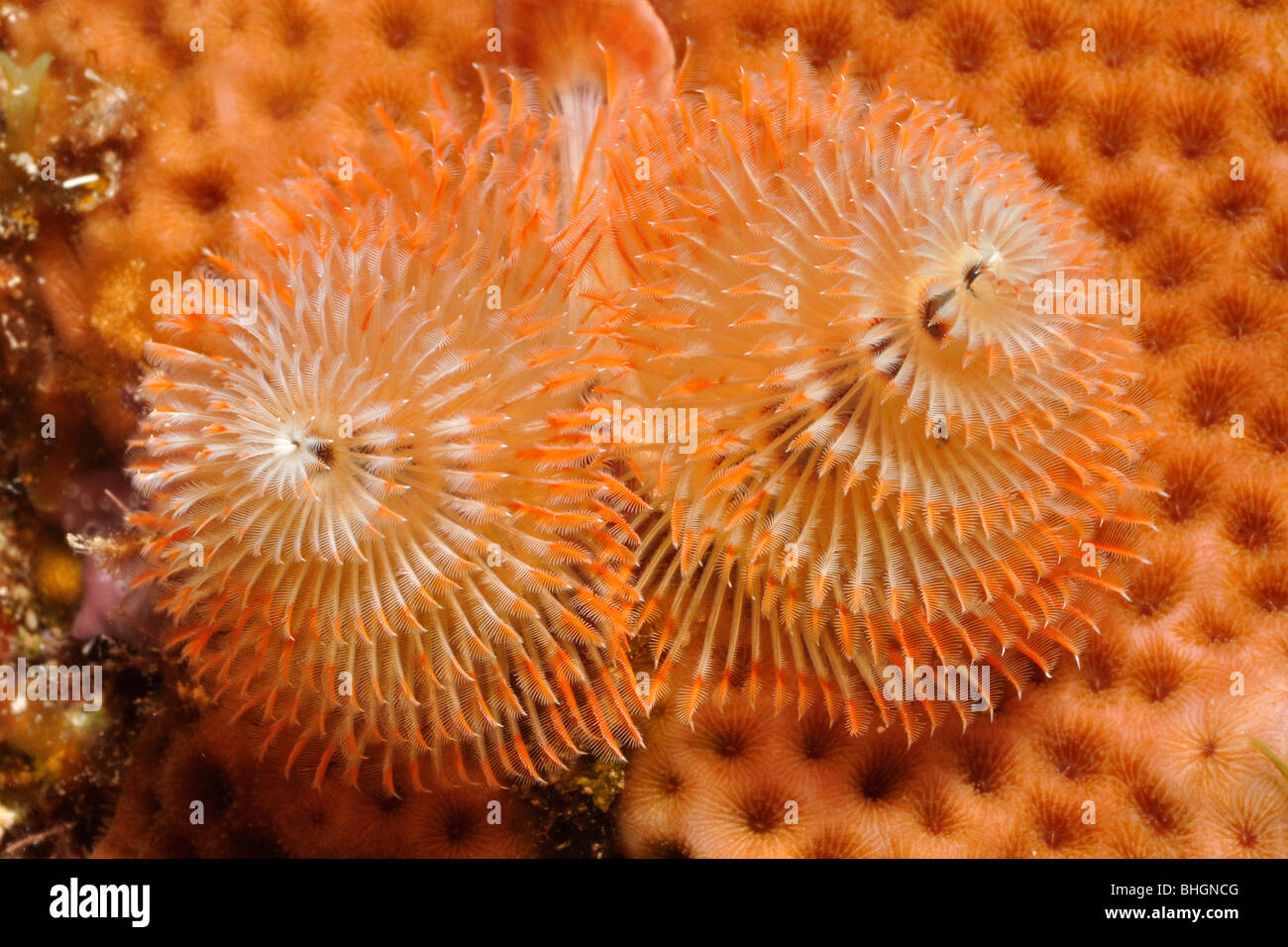 Spiral worm hi-res stock photography and images - Alamy
