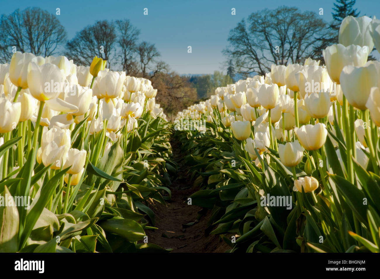 A large field of blooming, colorful tulips, planted in rows Stock Photo ...