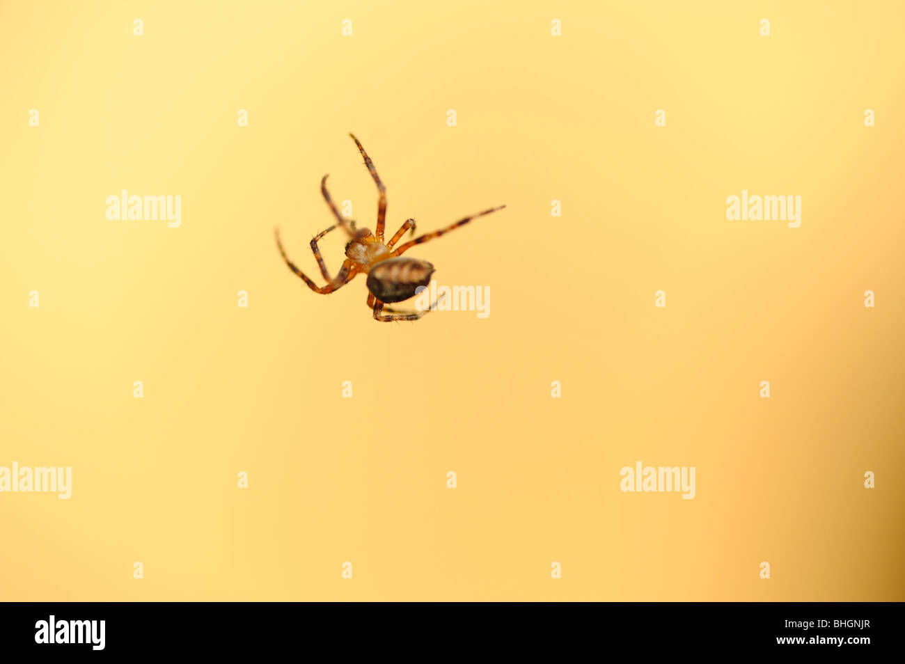 Polish spider hi-res stock photography and images - Alamy