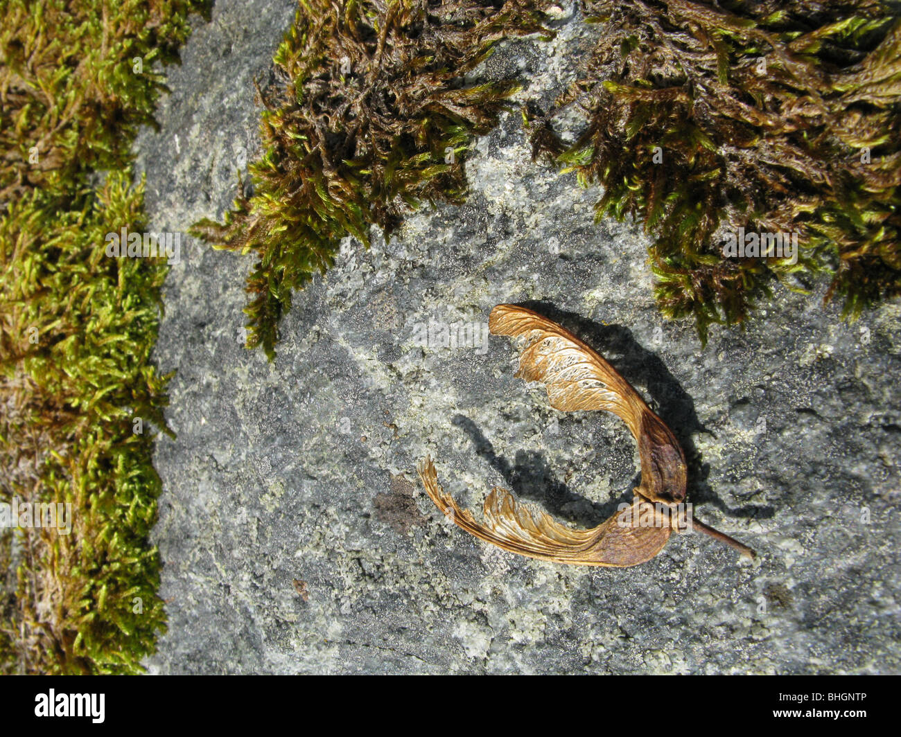 Sycamore seed pods hi-res stock photography and images - Alamy