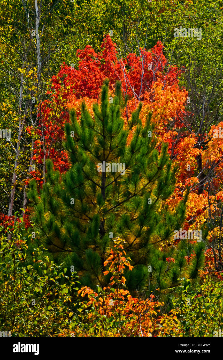 Autumn red maple and red pine trees, Greater Sudbury, Ontario, Canada ...