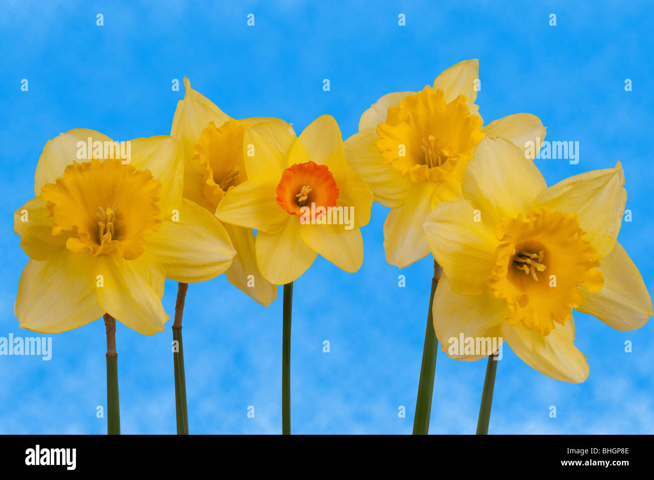 Line of daffodils against a blue sky Stock Photo - Alamy