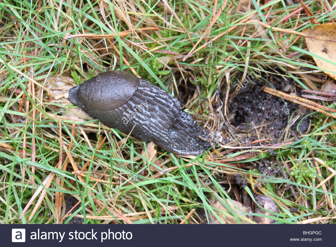 Terrestrial Slug Stock Photos & Terrestrial Slug Stock Images - Alamy