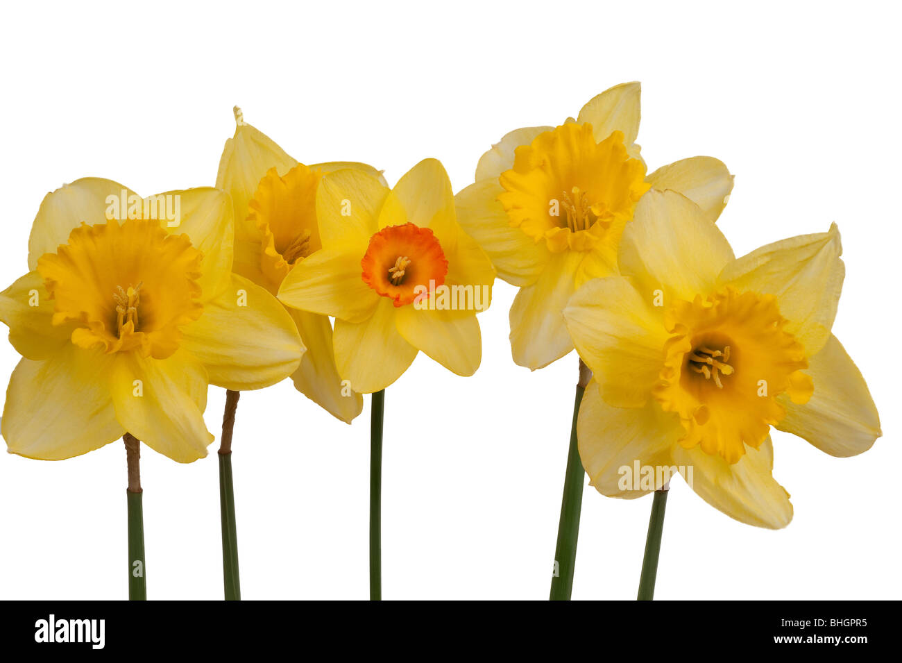 Line of daffodils in isolated format, with white background Stock Photo ...