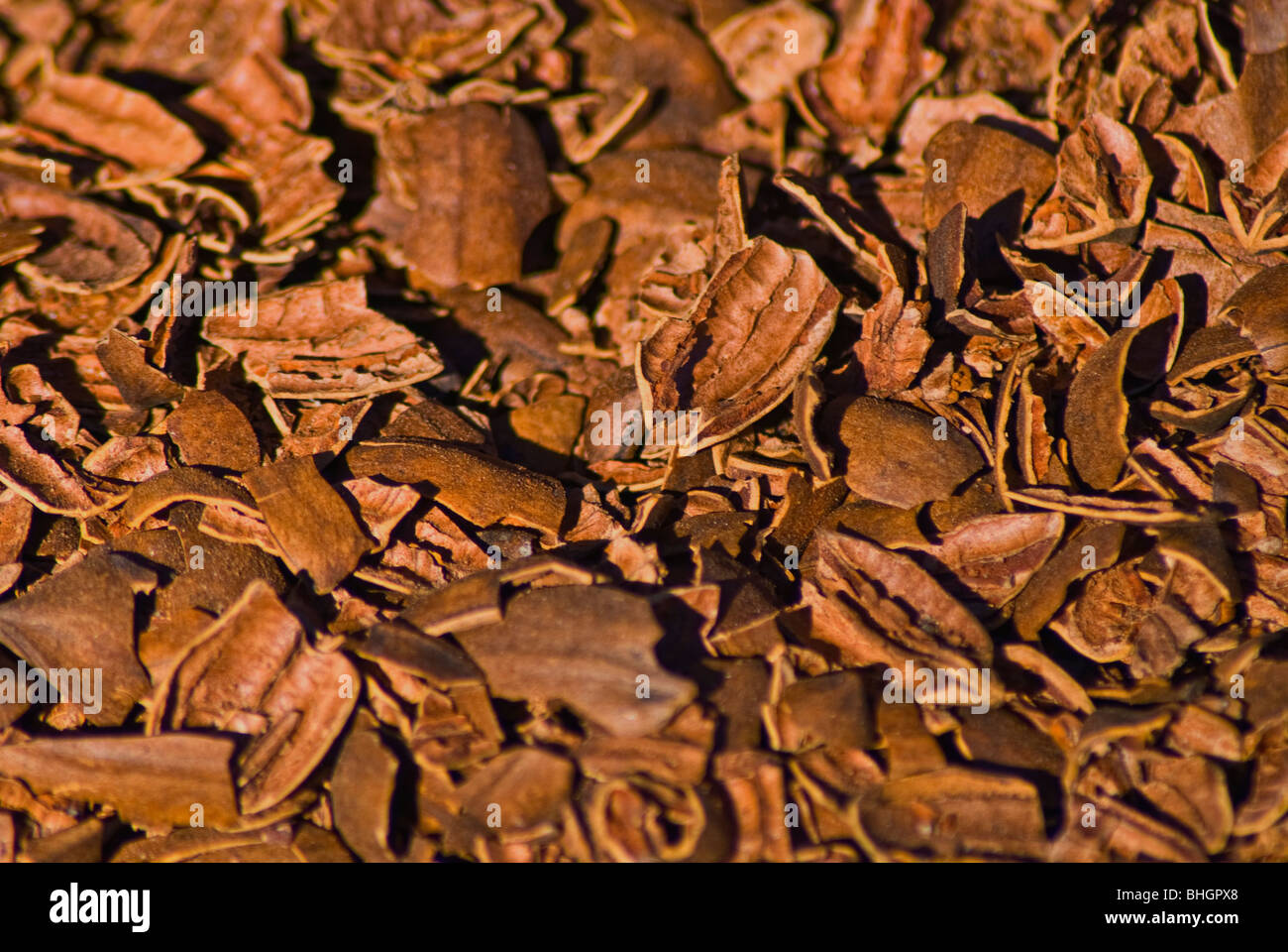 Shells fine art hi-res stock photography and images - Alamy