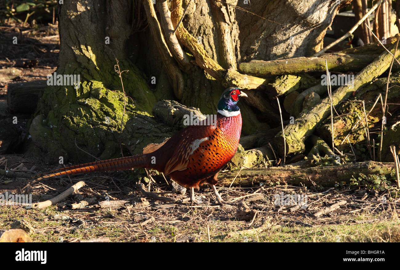 Pheasant in a pose Stock Photo - Alamy