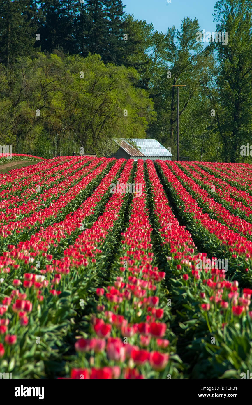 A large field of blooming, colorful tulips, planted in rows Stock Photo ...