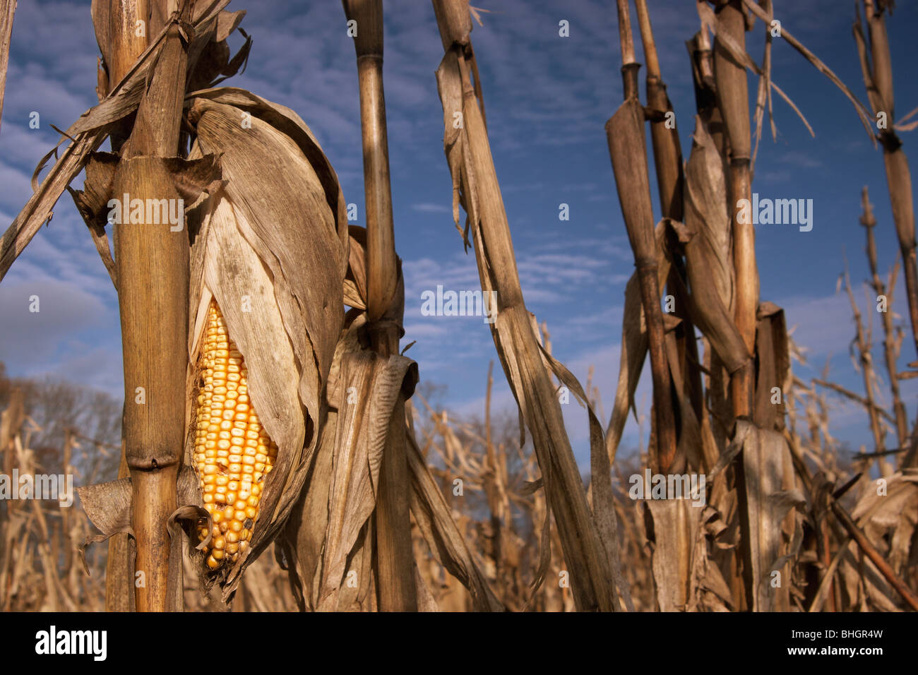 Dried corn crop hi-res stock photography and images - Alamy