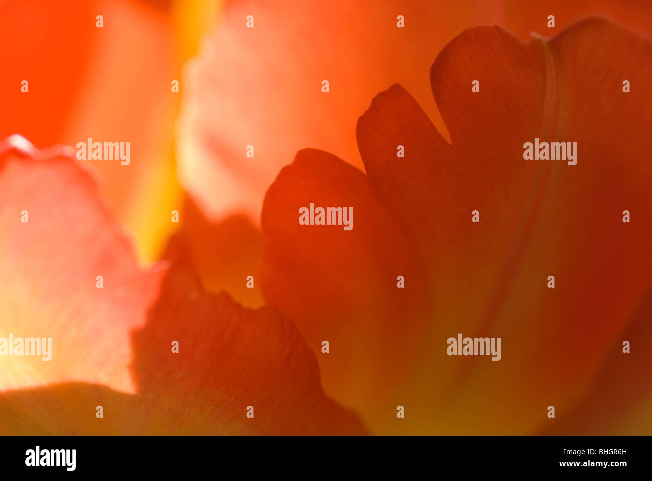 Tulip petals hi-res stock photography and images - Alamy