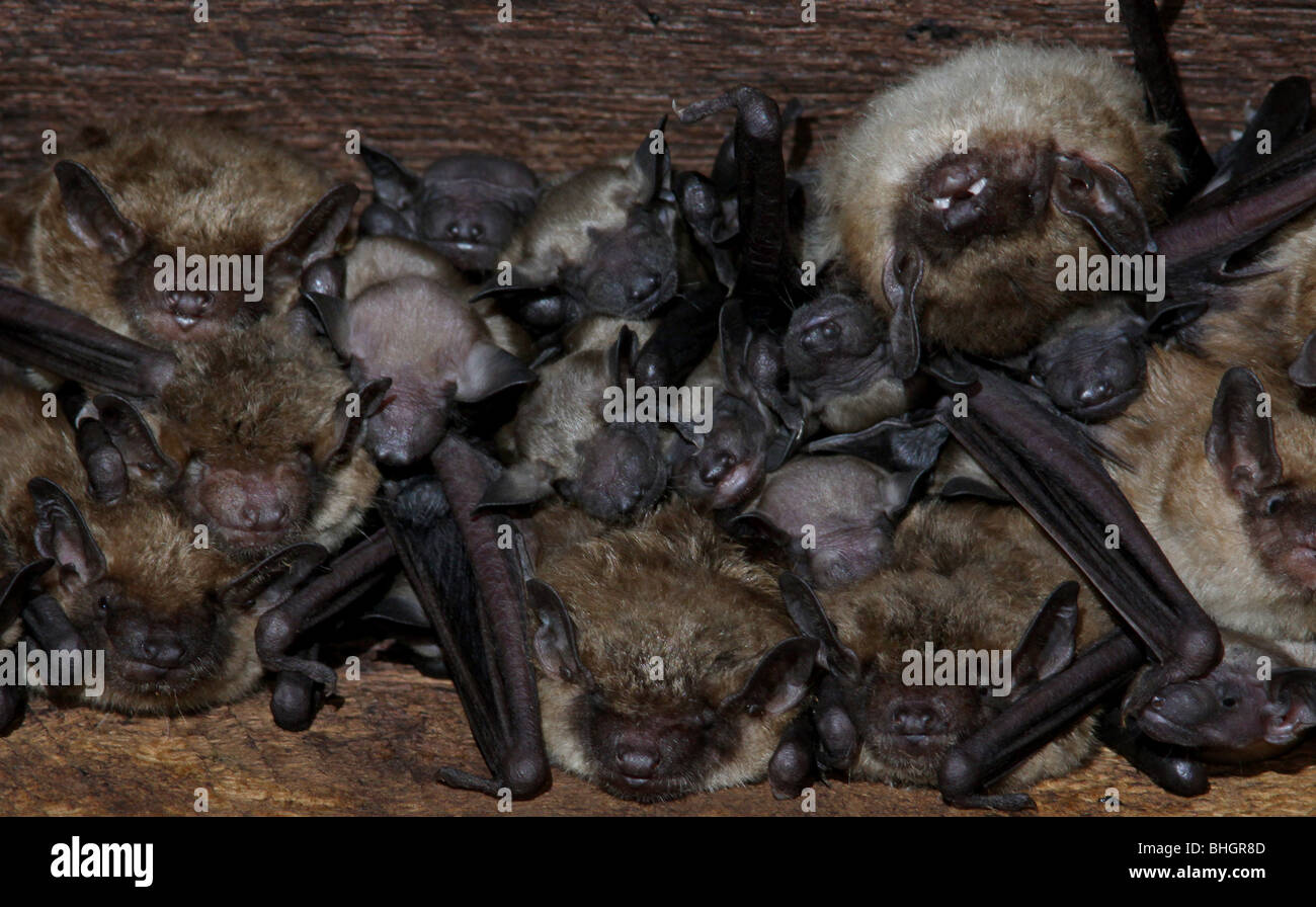 big brown bat maternity colony babies attic ohio Stock Photo - Alamy