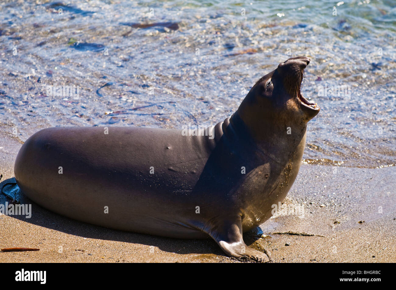 Elephant Seal (Mirounga angustirostris), Monterey Bay National Marine ...