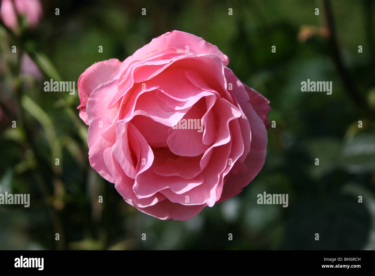 A pink rose growing in a garden Stock Photo - Alamy