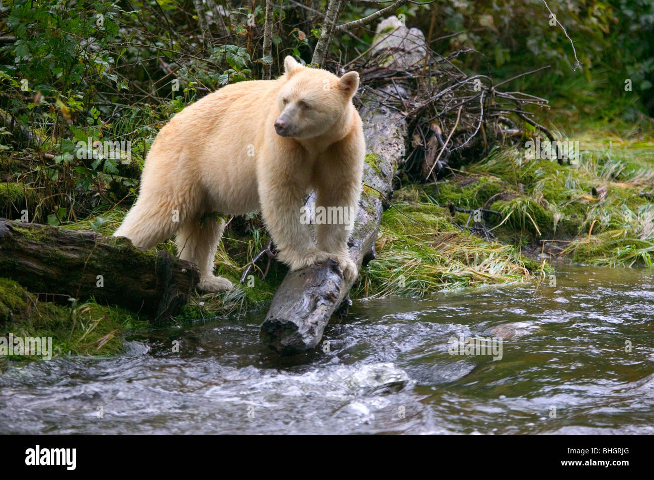 Kermode bear, or spirit bear (Ursus americanus kermodei) on a remote ...