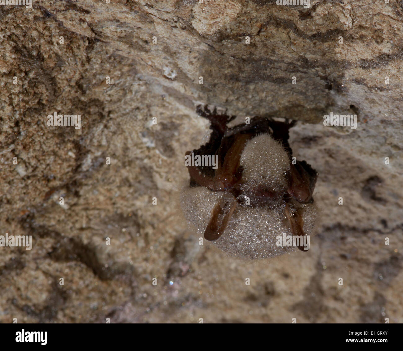 Cave myotis bat usa hi-res stock photography and images - Alamy