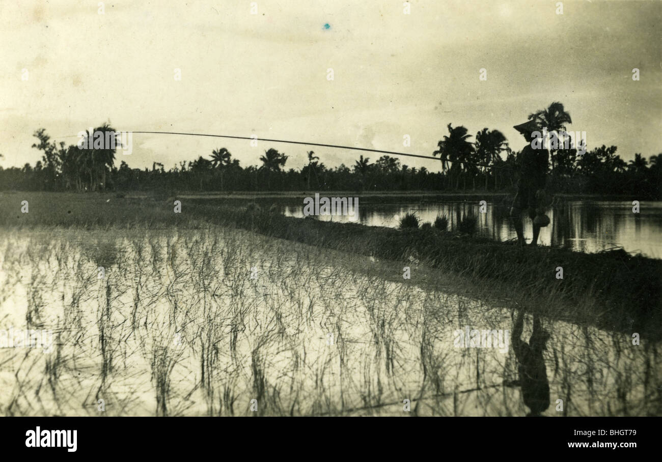 A vietnamese farmer fishes in a rice paddy in May 1949. black and white ...