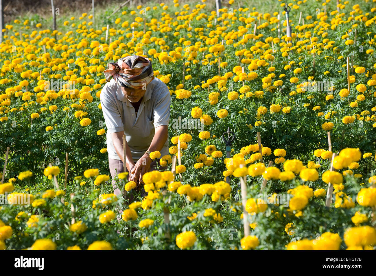 Farming for flowers Stock Photo - Alamy