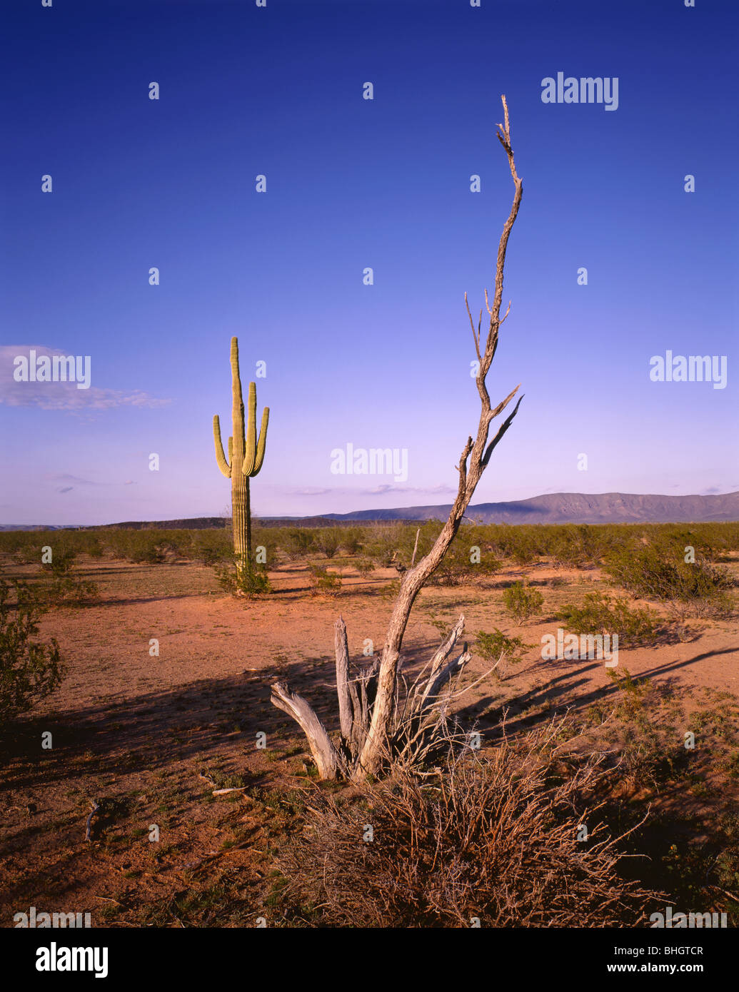 ARIZONA - Saguaro cactus in Cabeza Prieta Game Range Stock Photo - Alamy