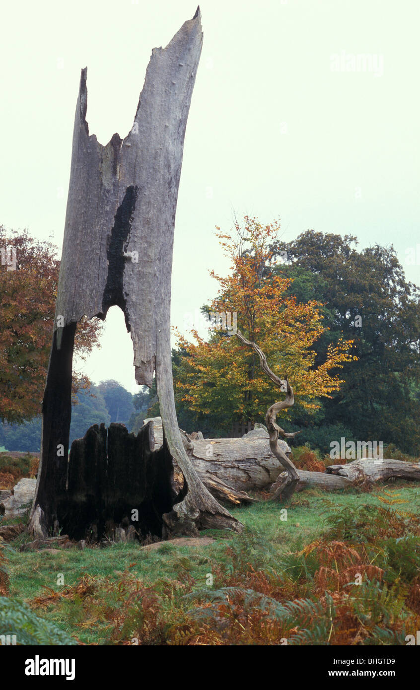 Dead and rotten tree hi-res stock photography and images - Alamy