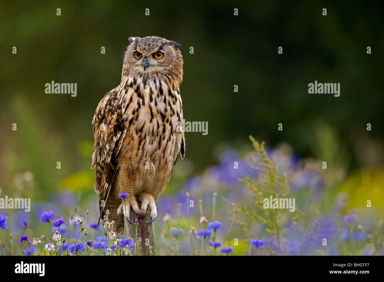 Strix aluco hi-res stock photography and images - Alamy
