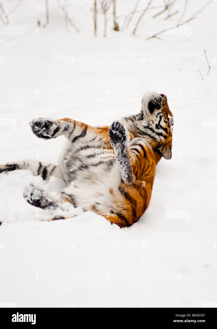 Siberian tiger snow siberia hi-res stock photography and images - Alamy