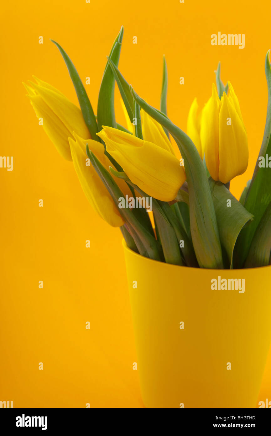 Duo of tulips hi-res stock photography and images - Alamy