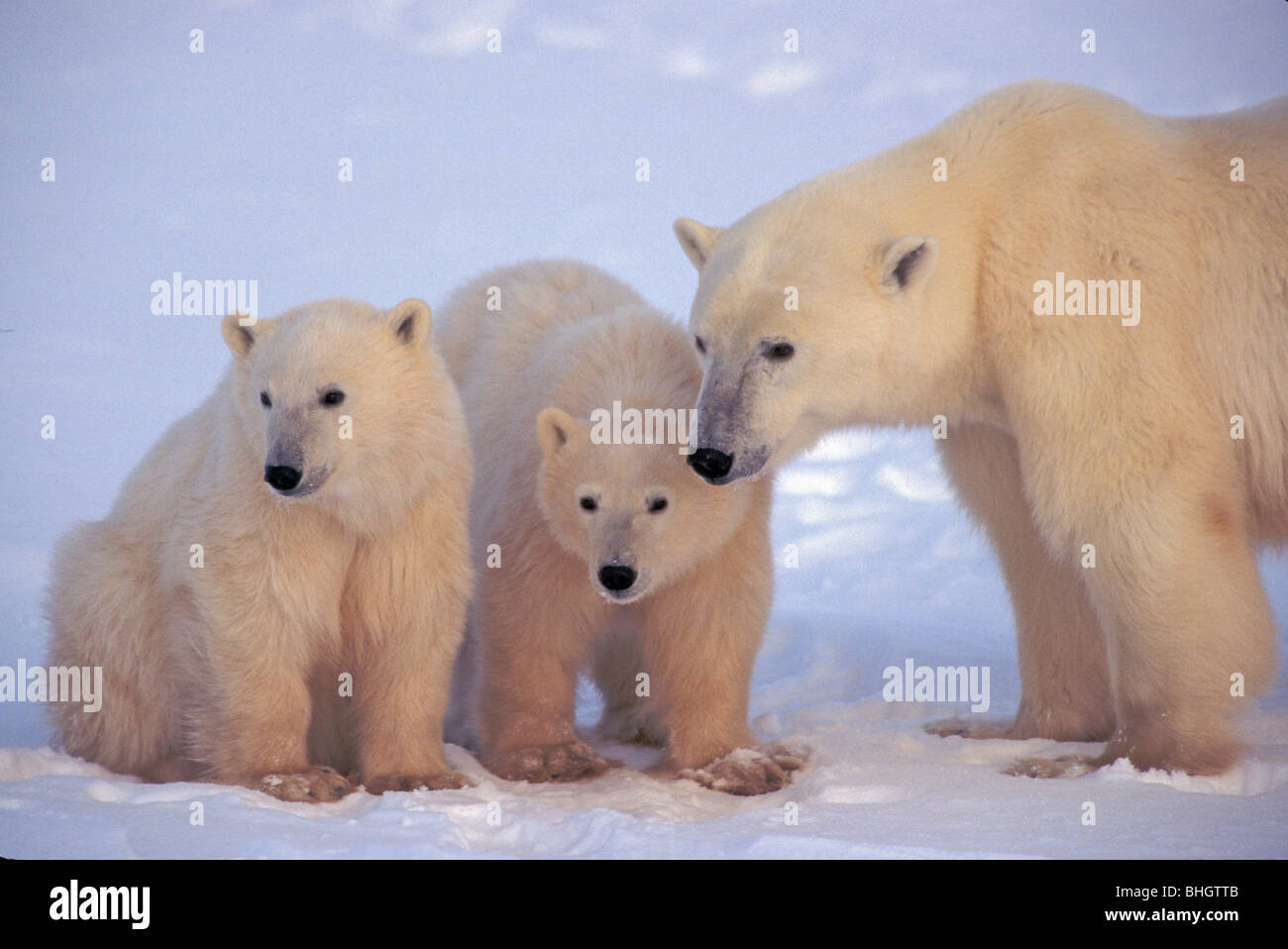 Polar bear (Ursus maritimus) mother and cubs, Churchill, Manitoba, Canada. Famous as one of the ...