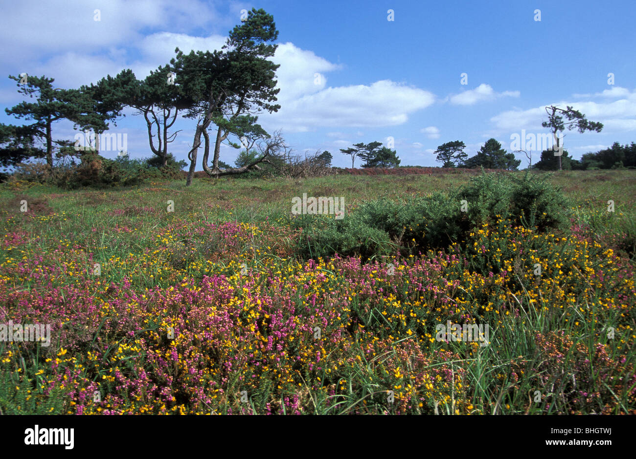 Goss hi-res stock photography and images - Alamy