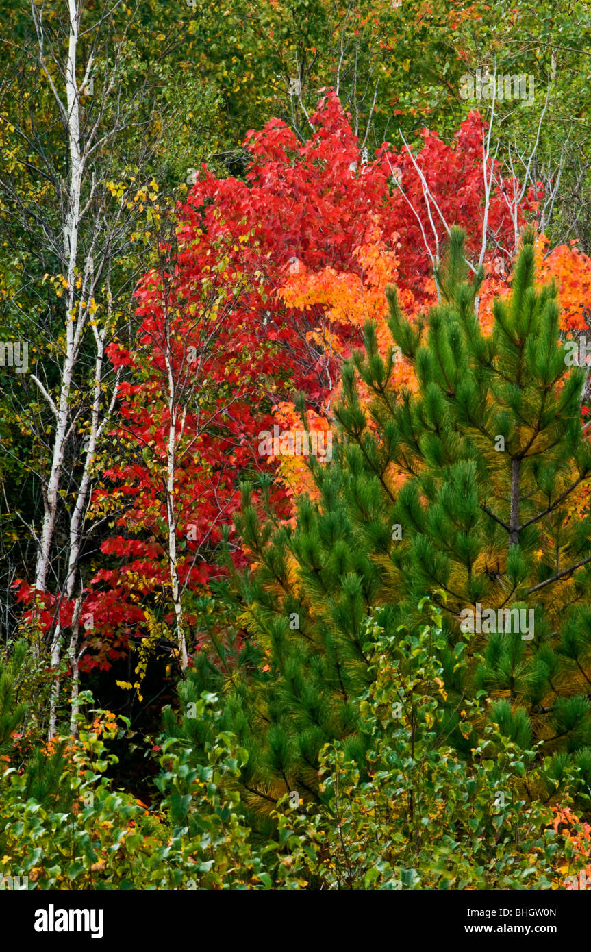 Red maples and red pine tree, Greater Sudbury, Ontario, Canada Stock ...