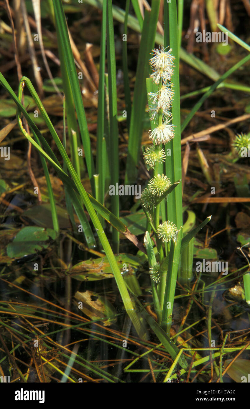 Unbranched burr hi-res stock photography and images - Alamy