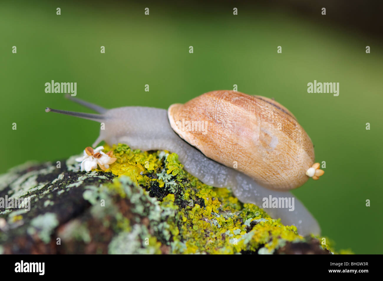 árbol río hi-res stock photography and images - Alamy