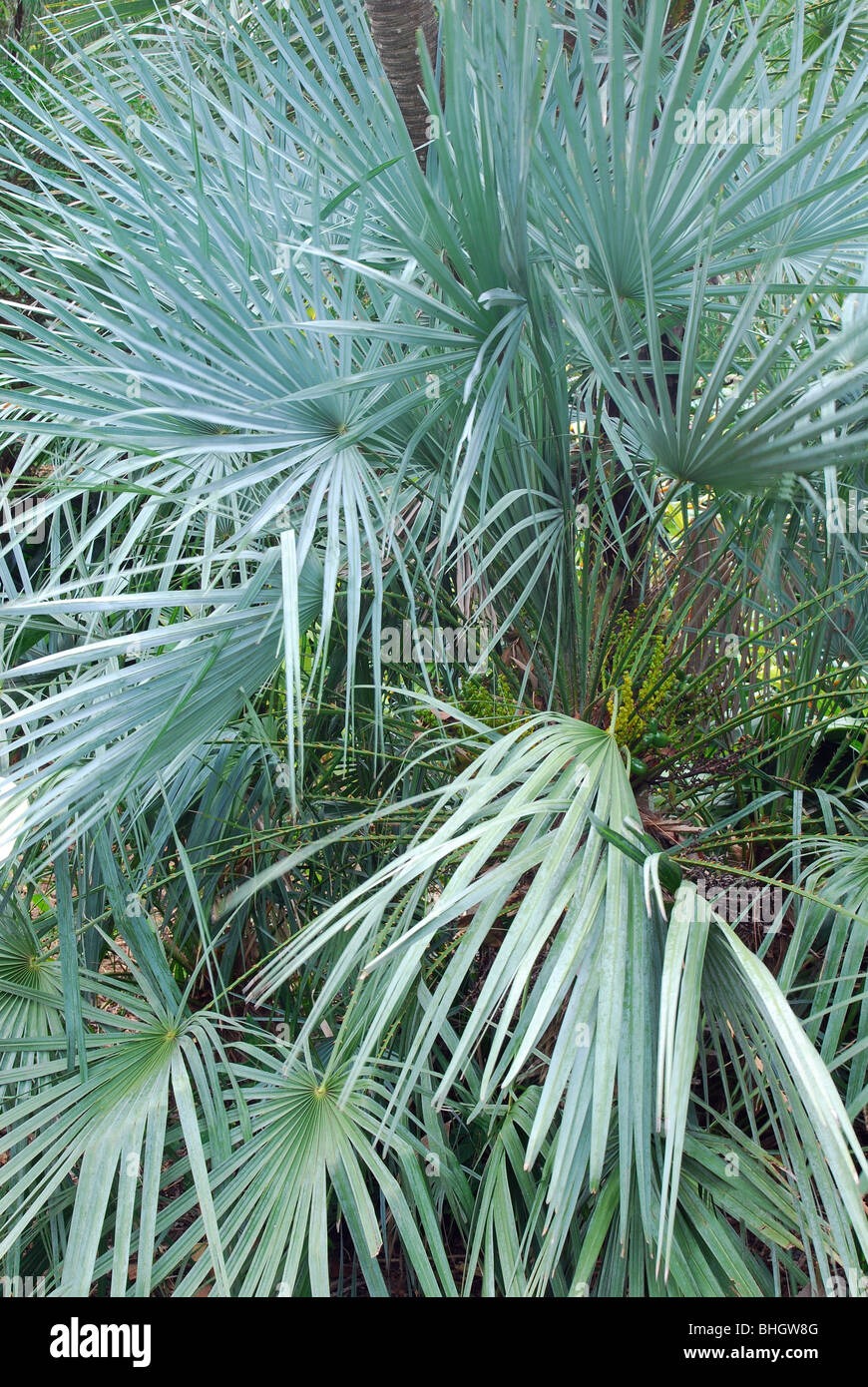 Chamaerops cerifera the blue leaved European fan palm from north africa ...