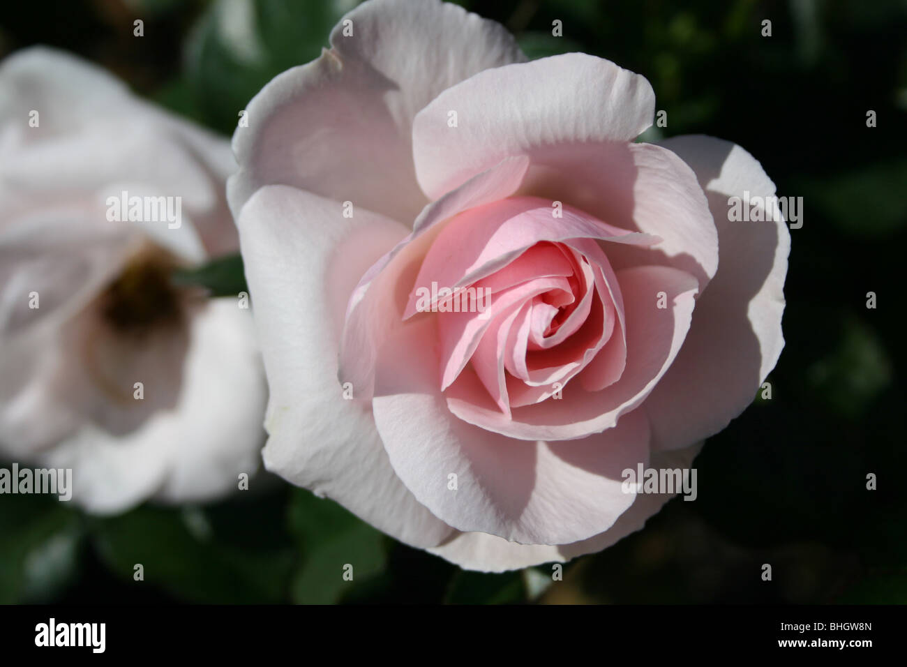 A pink rose growing in a garden Stock Photo - Alamy