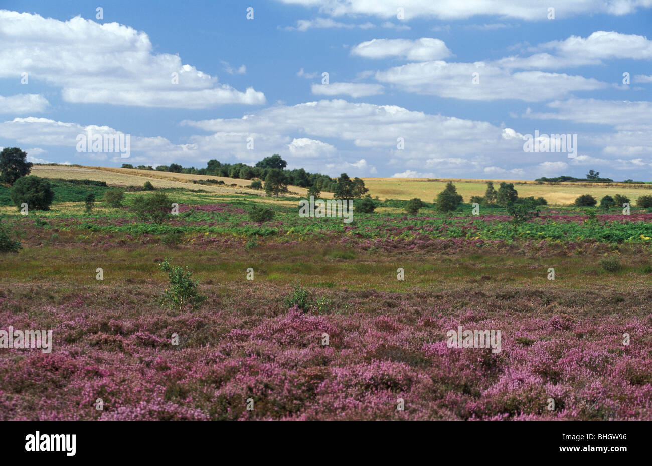 A view of healthland at Roydon Common National Nature Reserve Norfolk ...
