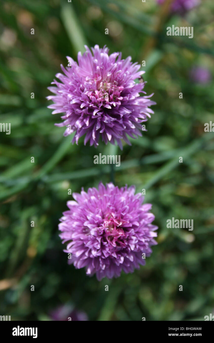 Chive Plant with purple flowers Stock Photo - Alamy