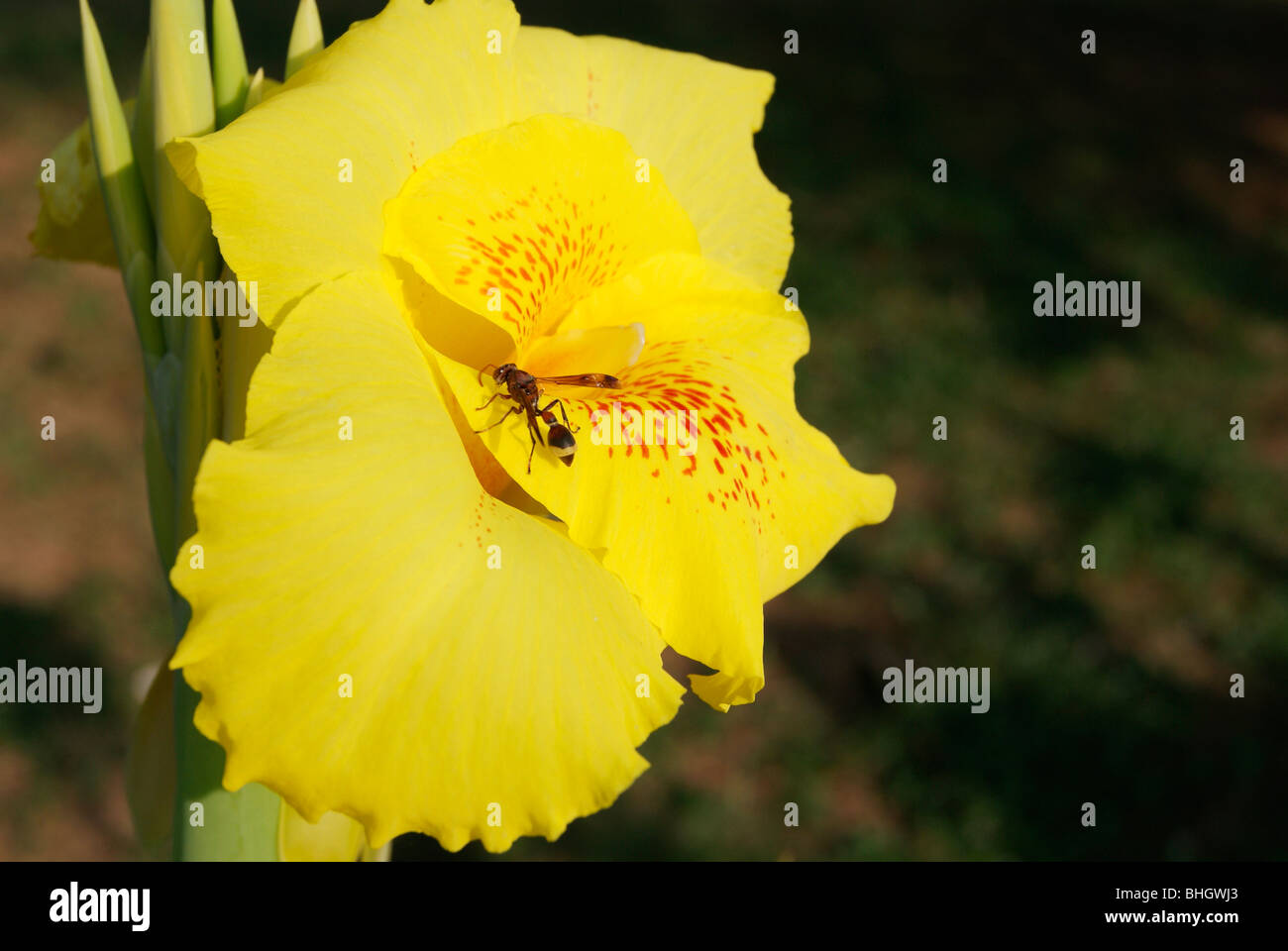 Ant on a Cute Yellow Flower at garden.A Scene from Napier Museum Garden ...