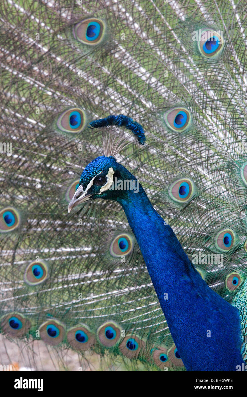 Peacock vertical hi-res stock photography and images - Alamy