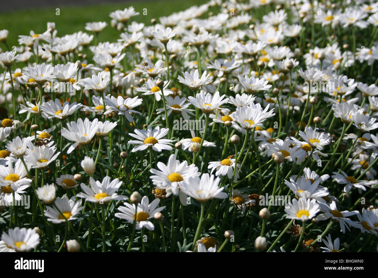 Picture of daisy flower hi-res stock photography and images - Alamy