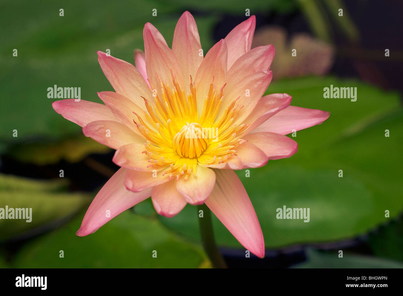 A salmon-colored water lily blossom in a botanical garden pool Stock ...