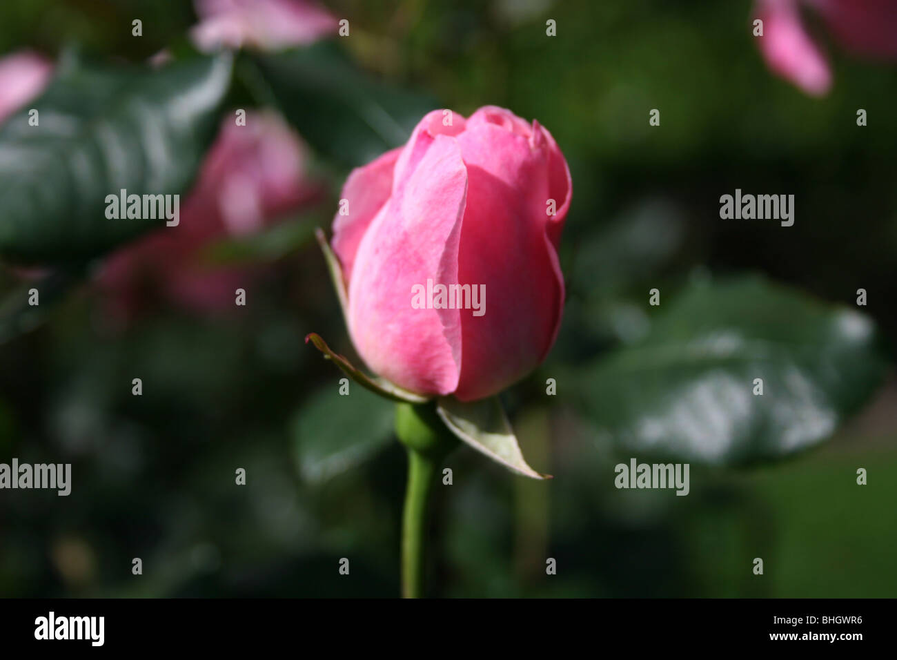 A pink rose growing in a garden Stock Photo - Alamy
