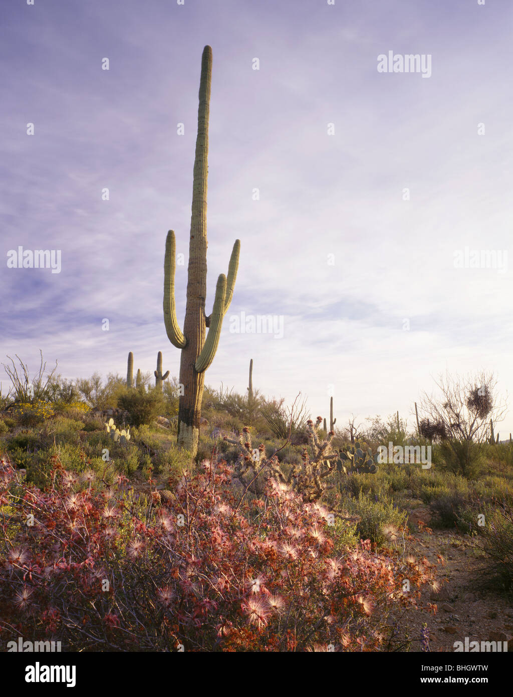 ARIZONA - Saguaro cactus in Saguaro National Park Stock Photo - Alamy