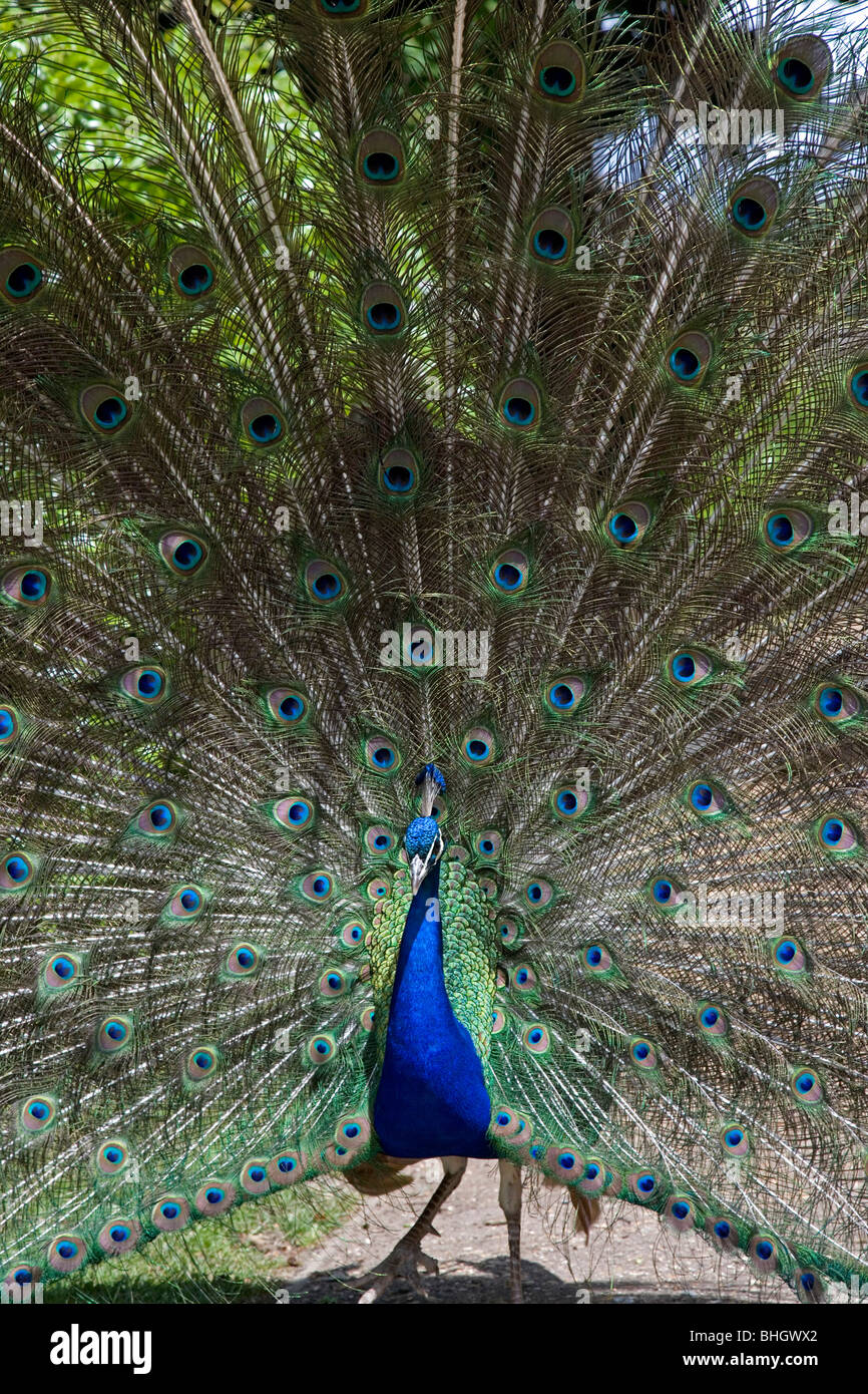Peacock vertical hi-res stock photography and images - Alamy