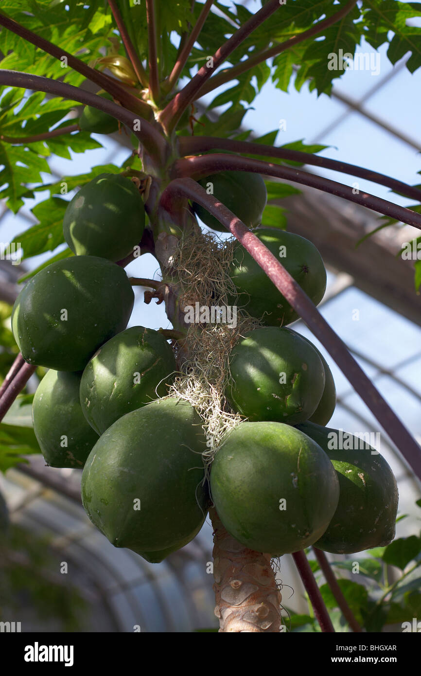 Washington dc botanic gardens hi-res stock photography and images - Alamy