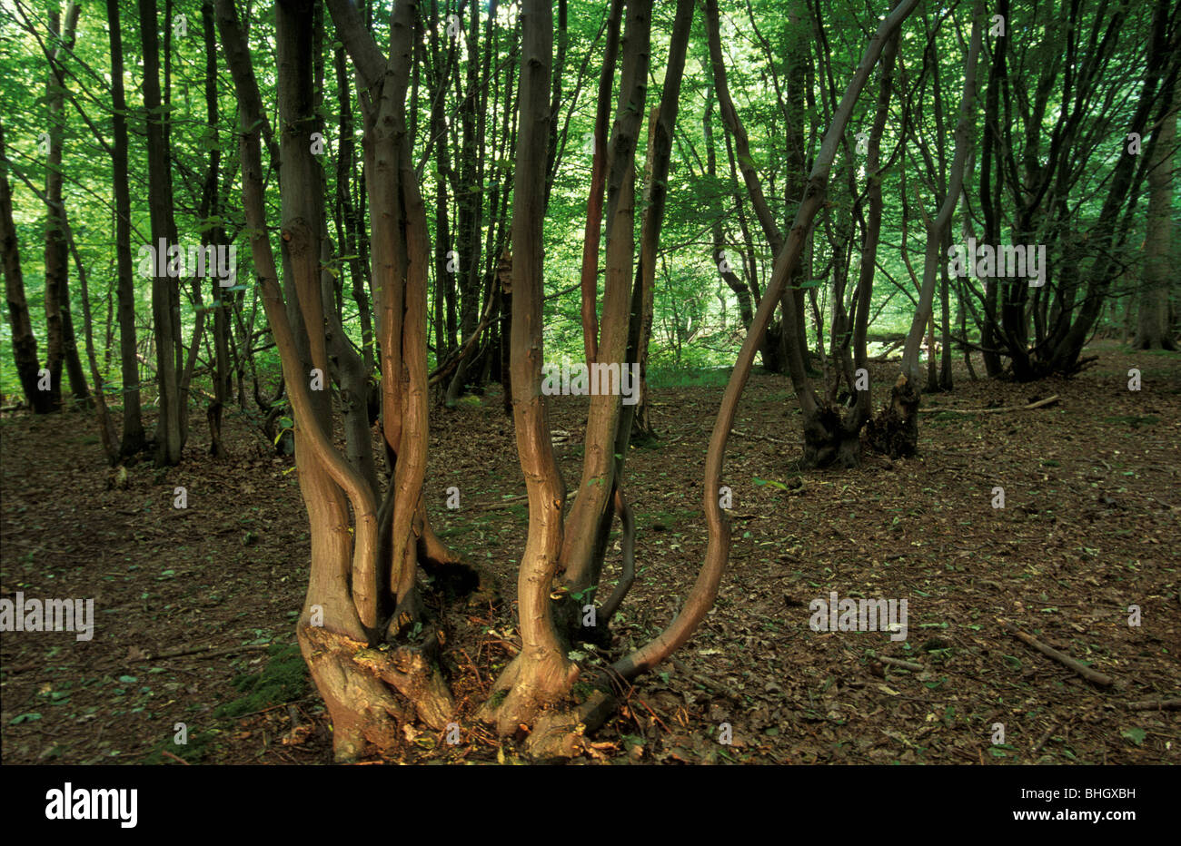 Coppiced Hazel woodland at Broxbourne Wood National Nature Reserve ...