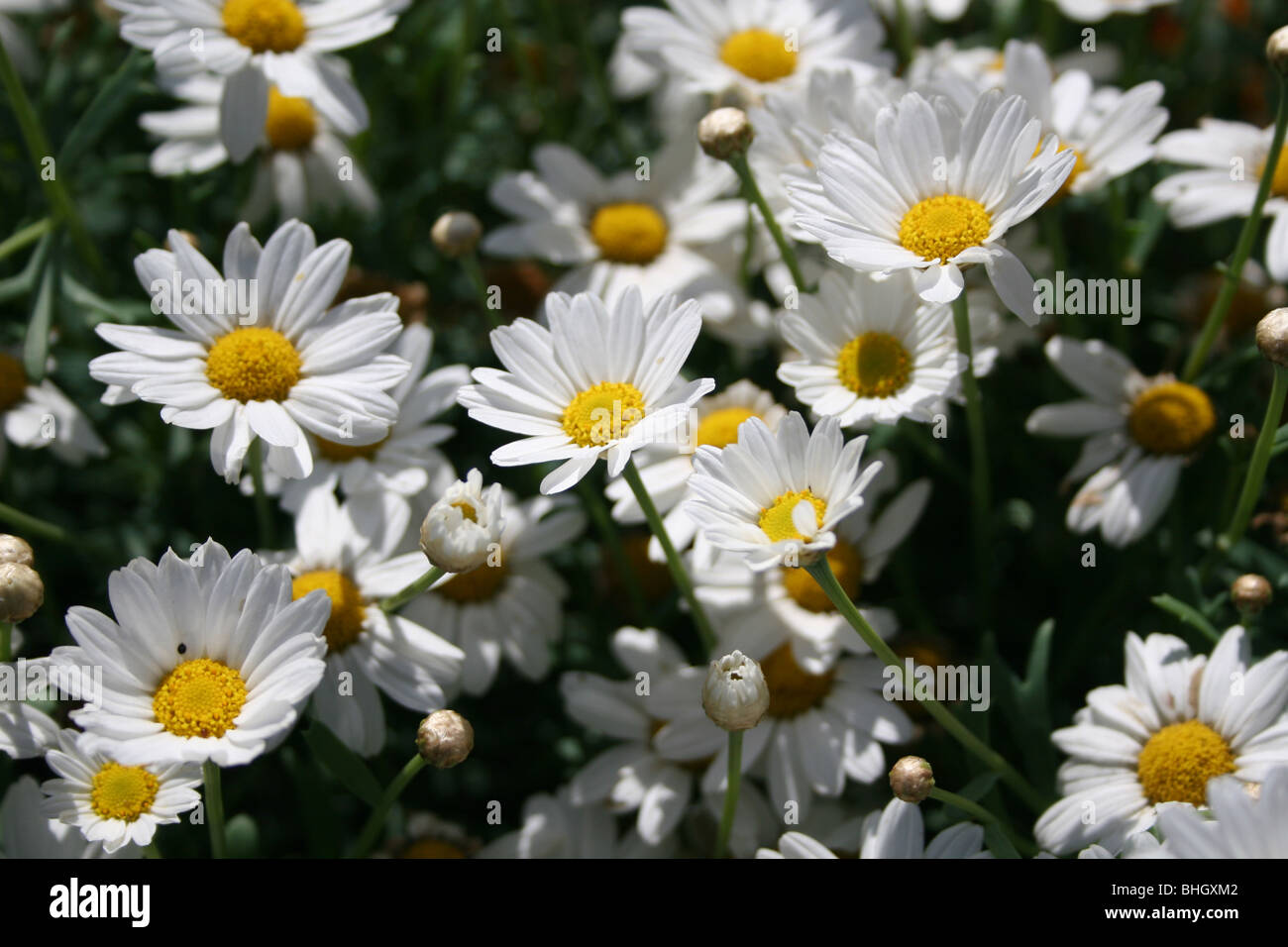 daisy flowers growing in a field Stock Photo - Alamy