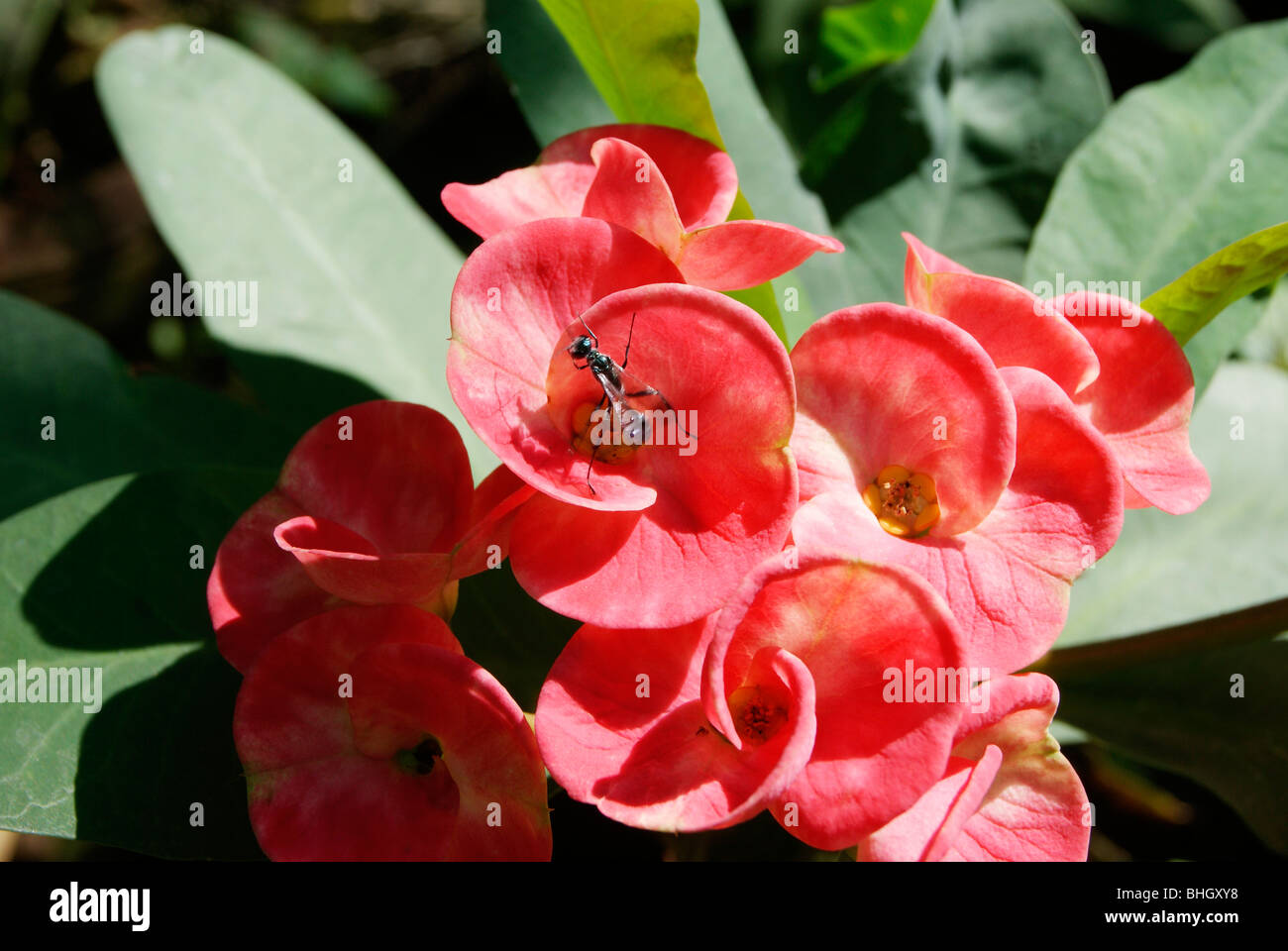 Insects of kerala hi-res stock photography and images - Alamy