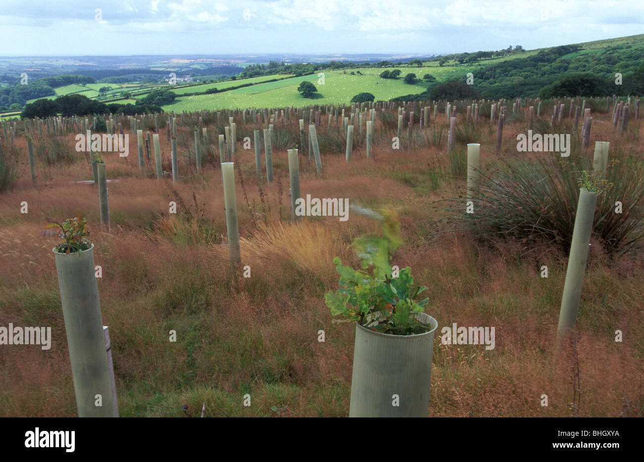 Habitat restoration from conifer plantation to western sessile oak at ...