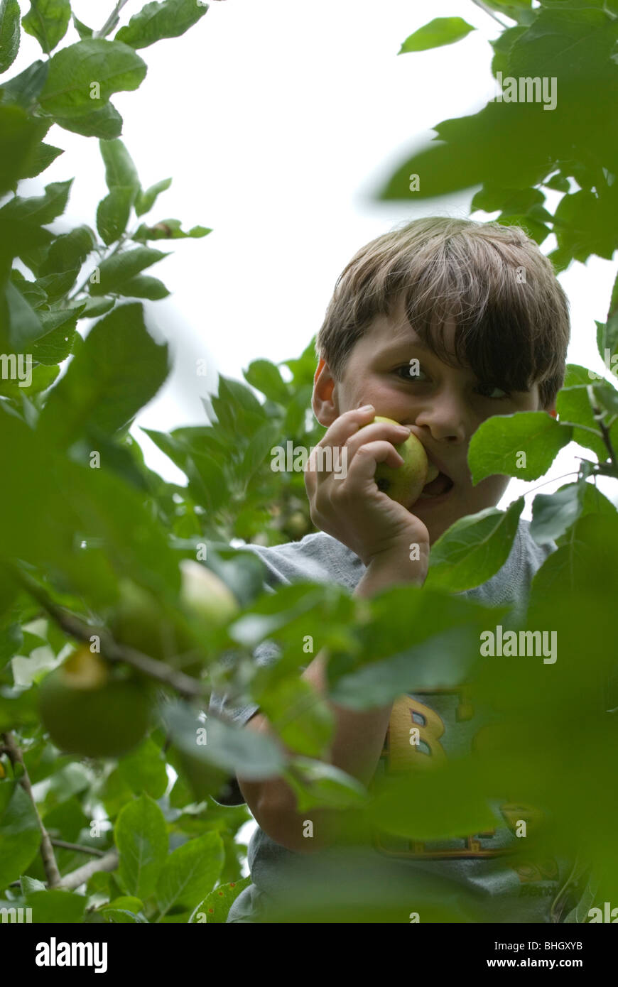 Boy eating apple in tree Stock Photo - Alamy