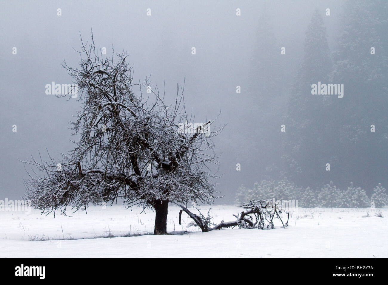 White pines and fog hi-res stock photography and images - Alamy