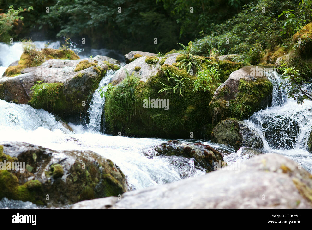 River Rapids with Mossy Rocks - Fijordland National Park - South Island ...